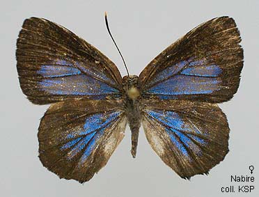 Papua Insects Foundation (Lepidoptera/Lycaenidae/Lycaeninae ...